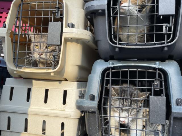 CASPCA rescue saves 50 hoarded cats - Cville Right Now